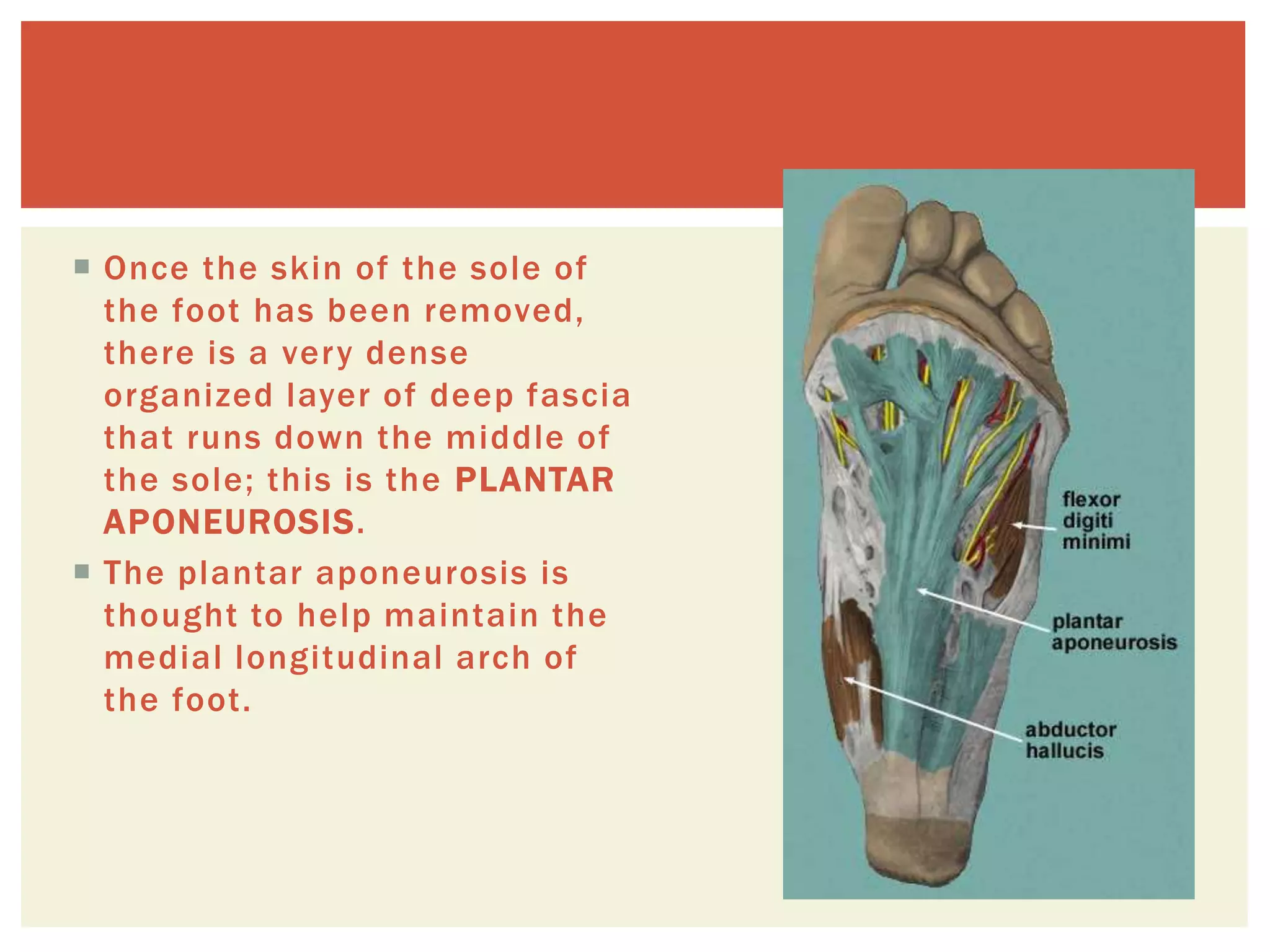Sole of the foot | PPTX