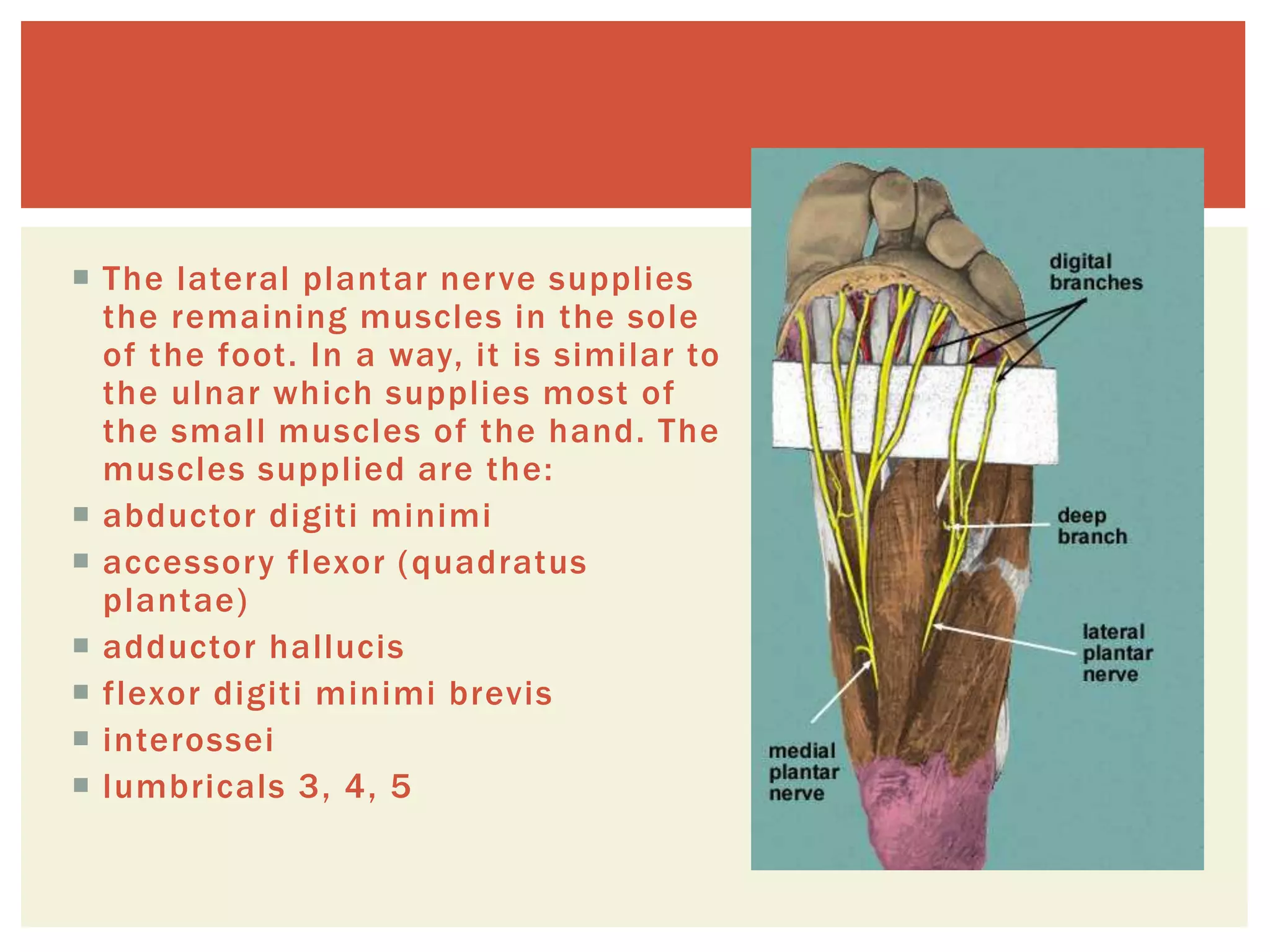 Sole of the foot | PPTX