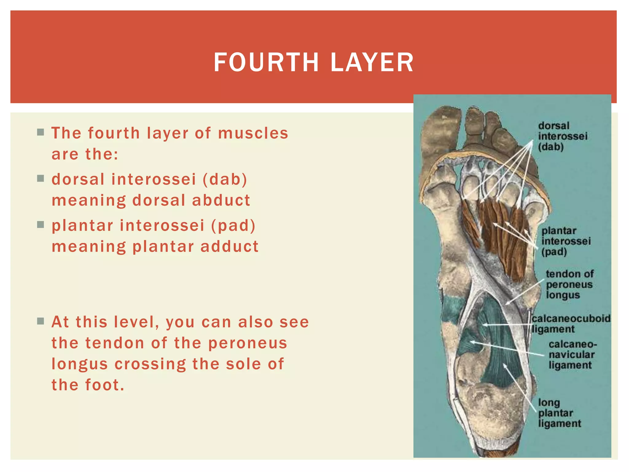 Sole of the foot | PPTX