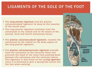 Sole of the foot | PPTX