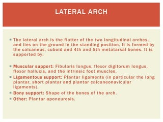Sole of the foot | PPTX