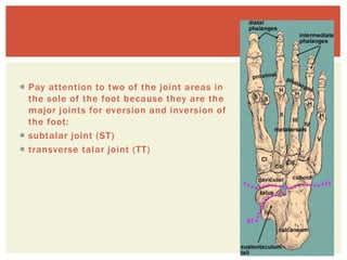 Sole of the foot | PPTX