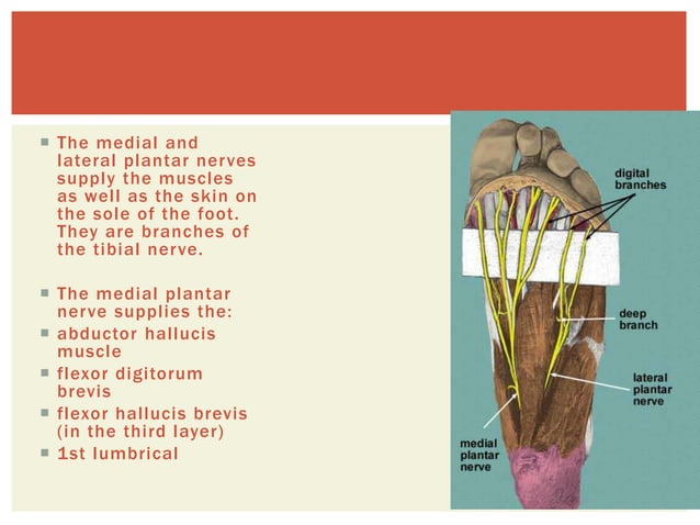 Sole of the foot | PPTX