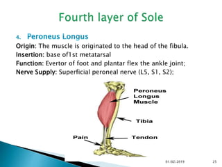 soleofthefootabdulmohsin-190202124336.pdf