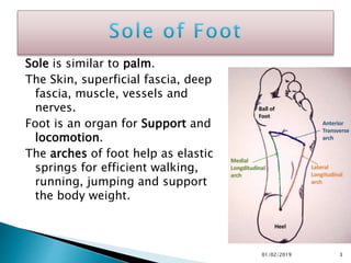 soleofthefootabdulmohsin-190202124336.pdf