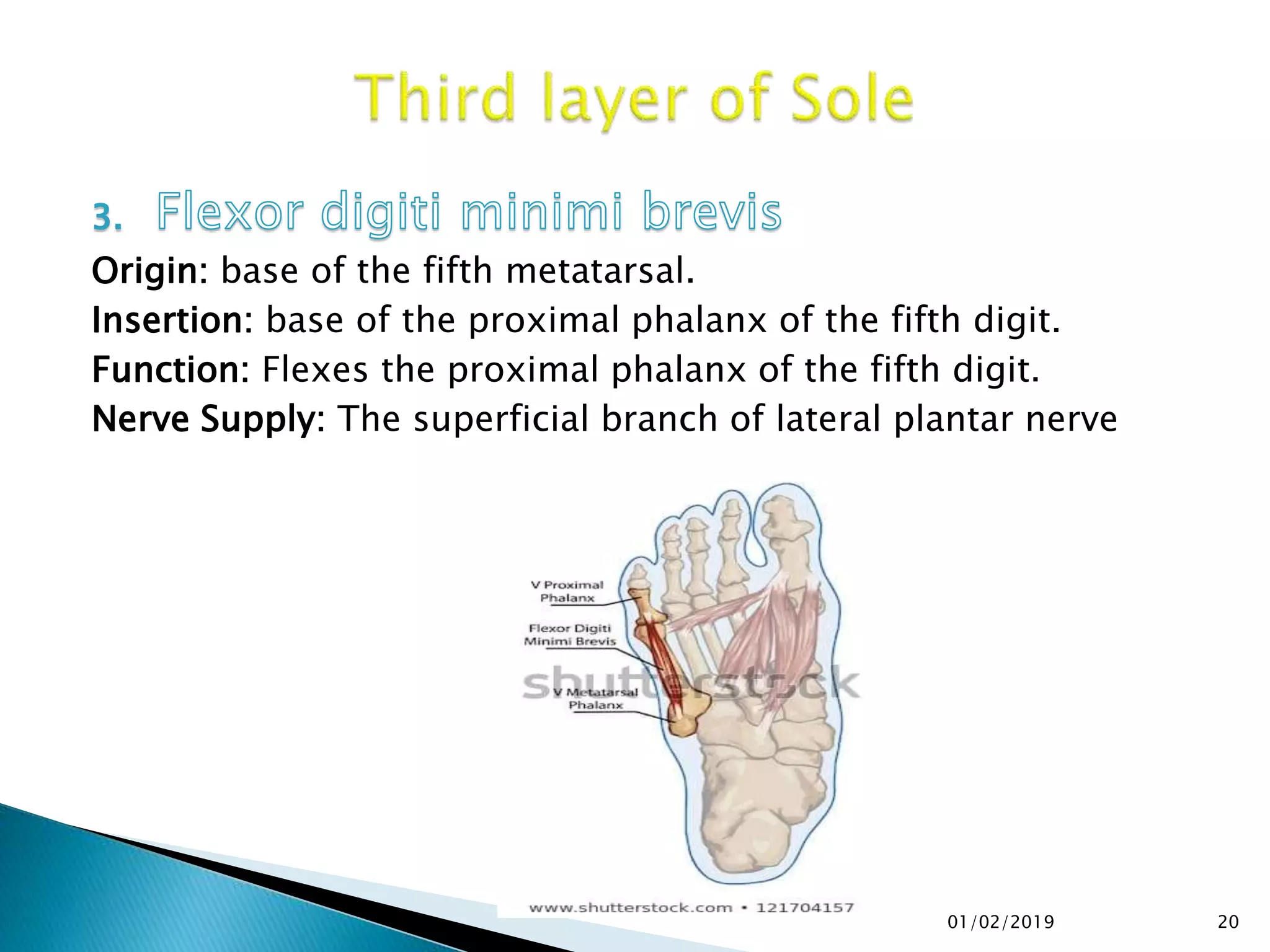 Sole of the foot abdul mohsin | PPTX