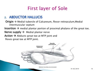 Sole of the foot abdul mohsin | PPT