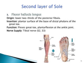 Sole of the foot abdul mohsin | PPT
