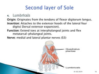 Sole of the foot abdul mohsin | PPT
