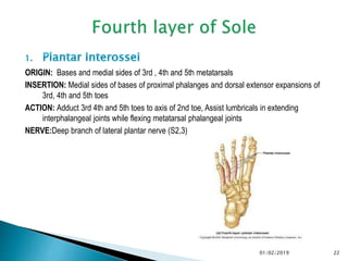 Sole of the foot abdul mohsin | PPT
