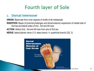 Sole of the foot abdul mohsin | PPT