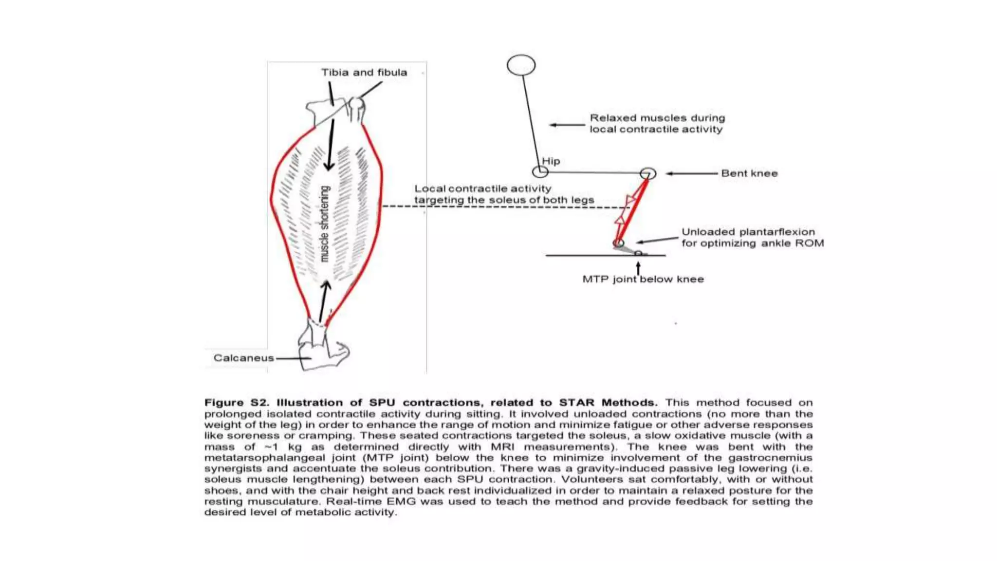 SOLEUS THE SLOW OXIDATIVE MUSCLE .pptx