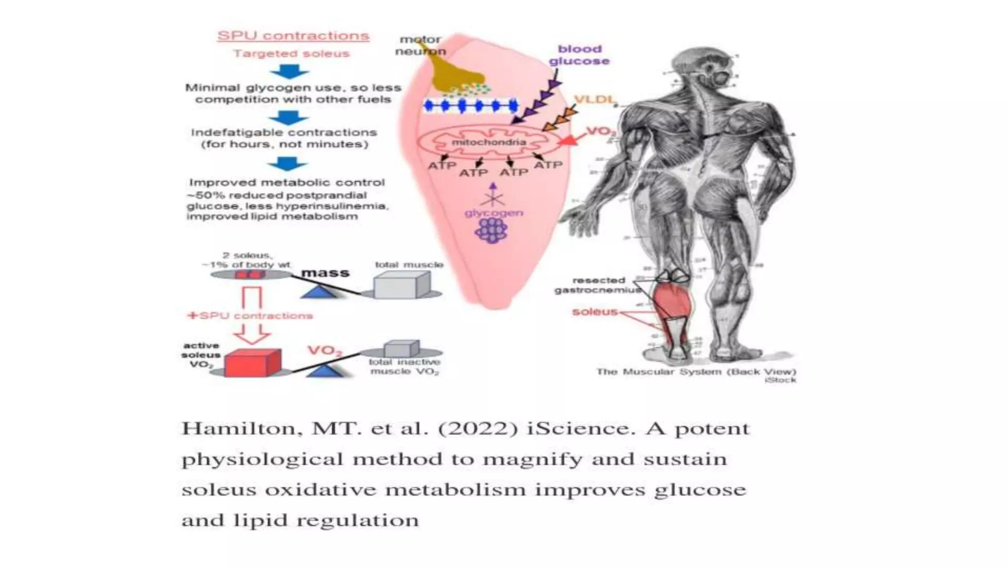 SOLEUS THE SLOW OXIDATIVE MUSCLE .pptx