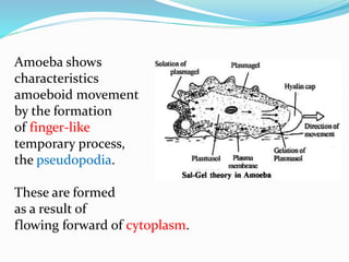 Amoeboid Movement