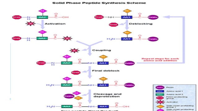 Solid and Solution phase peptide synthesis PPT.pptx | Chemistry | Science