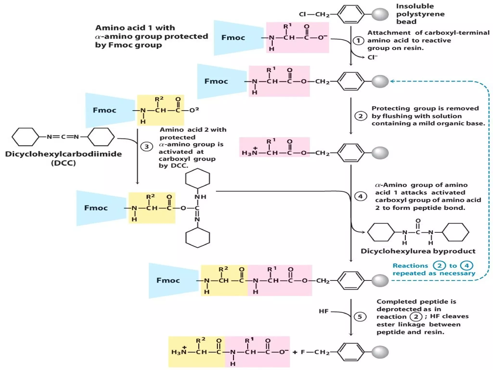 Solid phase peptide synthesis | PPT