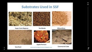 Solid state fermentation [fermentation type].pptx