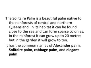 Solitaire palm | PPTX | Gardening | Home & Garden