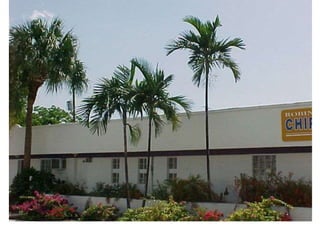 Solitaire palm | PPTX | Gardening | Home & Garden