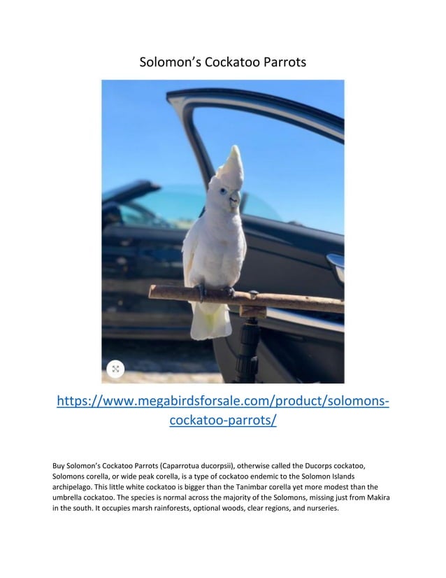Solomon’s Cockatoo Parrots.pdf