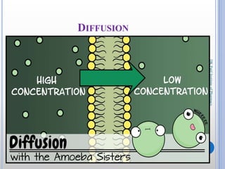 Solubility 4 diffusion principles in biological systems. Diffusion Flux ...