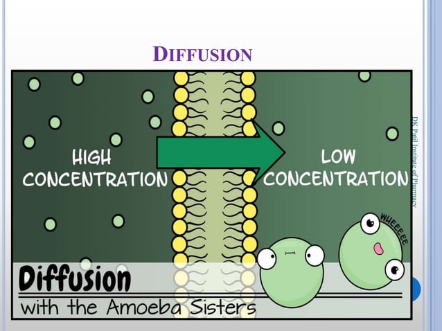 Solubility 4 diffusion principles in biological systems. Diffusion Flux ...