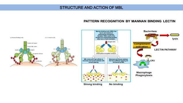 SOLUBLE PATTERN RECOGNITION RECEPTORS.pptx | Chemistry | Science