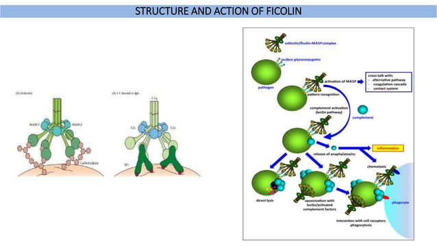 SOLUBLE PATTERN RECOGNITION RECEPTORS.pptx | Chemistry | Science
