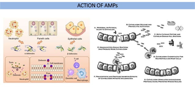 SOLUBLE PATTERN RECOGNITION RECEPTORS.pptx | Chemistry | Science