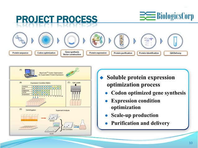 Soluble protein expression optimization | PPT