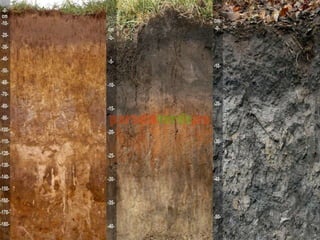 solul_ppt_clasa_a_5_a.pptx