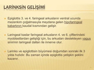 Solunum sistemi embriyolojisi | PPTX