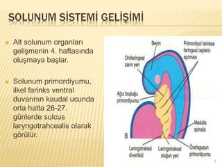 Solunum sistemi embriyolojisi | PPTX