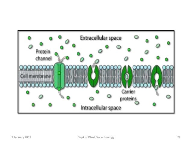 Solute carrier proteins