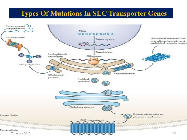 Solute carrier proteins