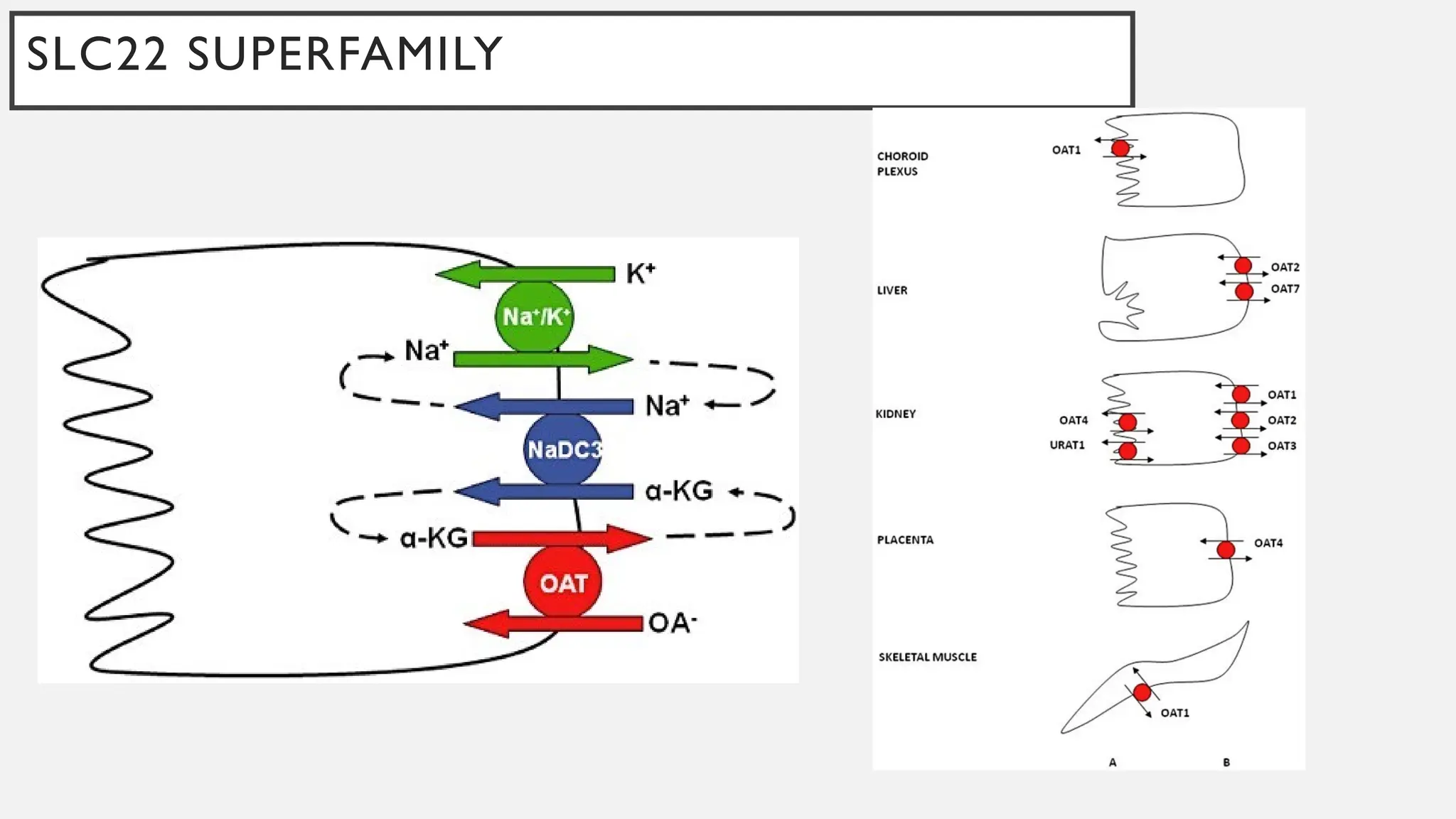Solute Carrier Protein (SLC) and Drug Transport | PPT