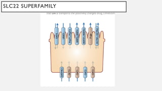 Solute Carrier Protein (SLC) and Drug Transport | PPTX