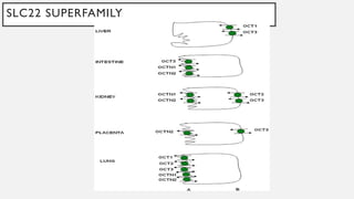 Solute Carrier Protein (SLC) and Drug Transport | PPTX