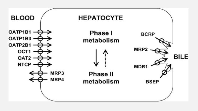 Solute Carrier Protein (SLC) and Drug Transport | PPTX | Lung and ...