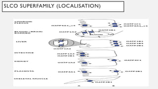 Solute Carrier Protein (SLC) and Drug Transport | PPTX
