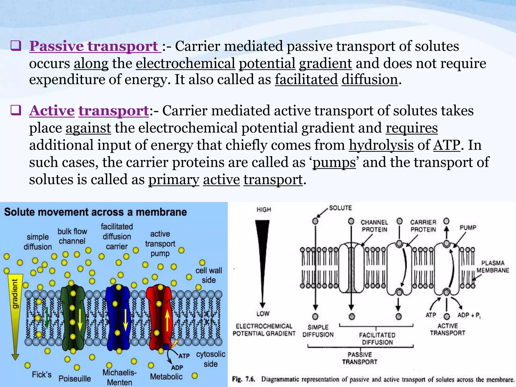 Solute transport | PPTX