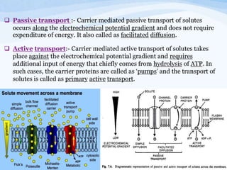 Solute transport | PPTX