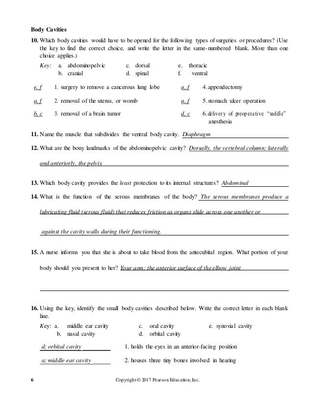 The Language Of Anatomy Review Sheet Exercise 1 Answer Key Anatomy Book The Language Of Anatomy Review Sheet Exercise 1 Answer Key Anatomy Book
