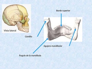 Anatomía y fisiología de la cabeza y cuello | PPT