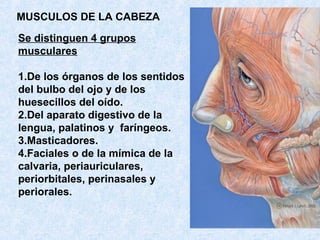 Anatomía y fisiología de la cabeza y cuello | PPT