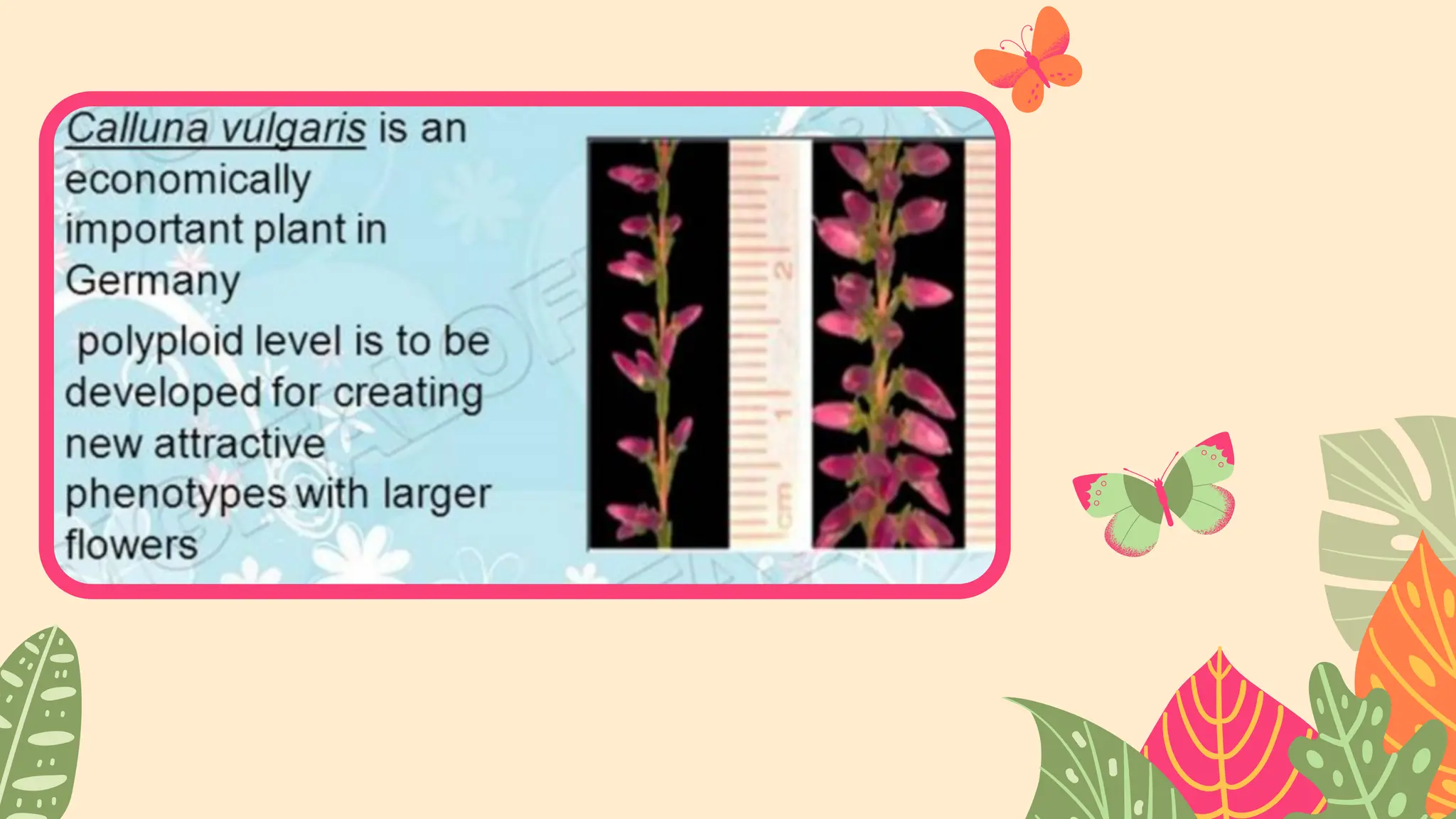 Somaclonal Variation (Plant Tissue Culture) .pdf