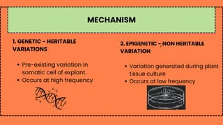Somaclonal Variation (Plant Tissue Culture) .pdf
