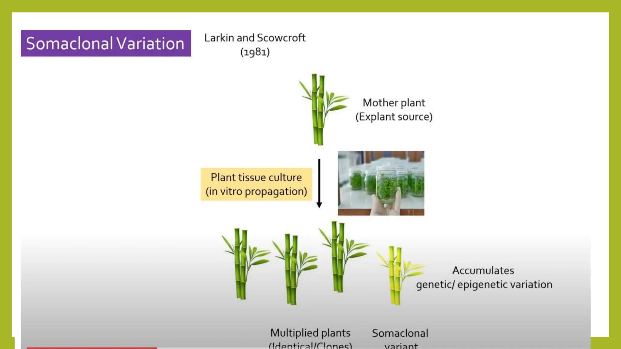 Somaclonal variation in plant Tissue Culture.pptx