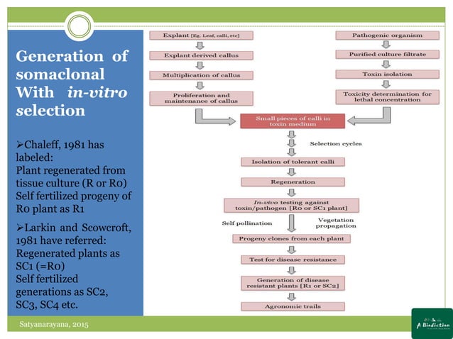 Somaclonal Variation and Its Crop Improvement | PDF | Biological Sciences | Science