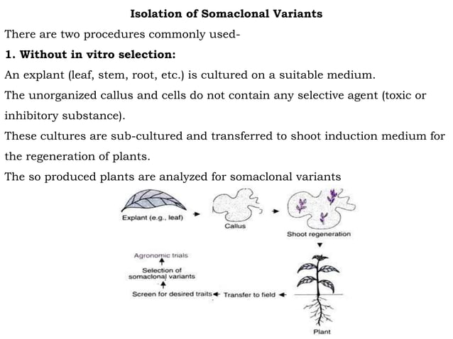 Somaclonal variation ppt, gametoclonal, plant tissue culture, plant ...